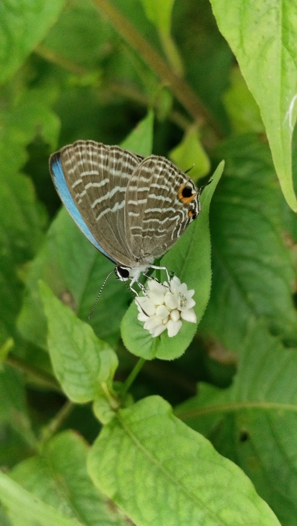 Metallic Cerulean from Rumtek, sikkim on July 2, 2023 at 10:31 AM by ...