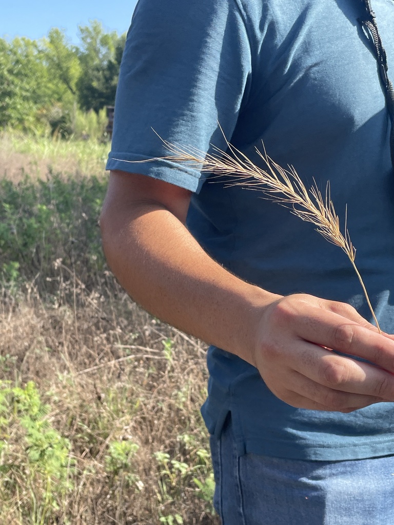 Wild Ryes and Wheatgrasses from S Jim Miller Rd, Dallas, TX, US on July ...