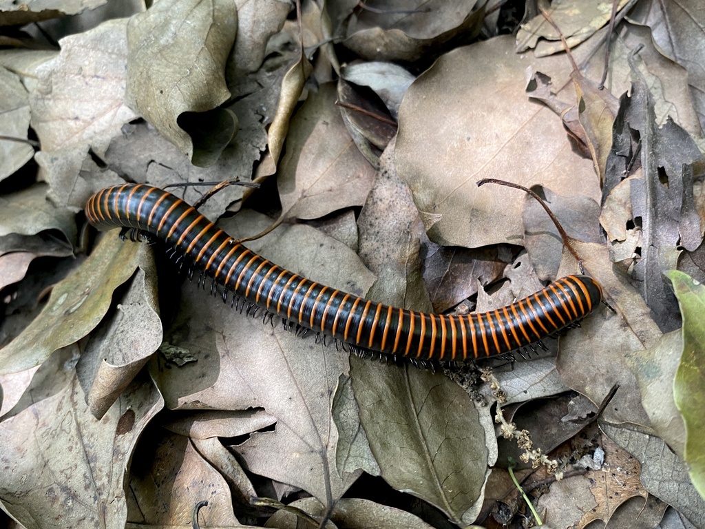 Spirobolus walkeri from 杭州西湖风景名胜区, 杭州市, 浙江省, CN on April 17, 2021 at 10 ...