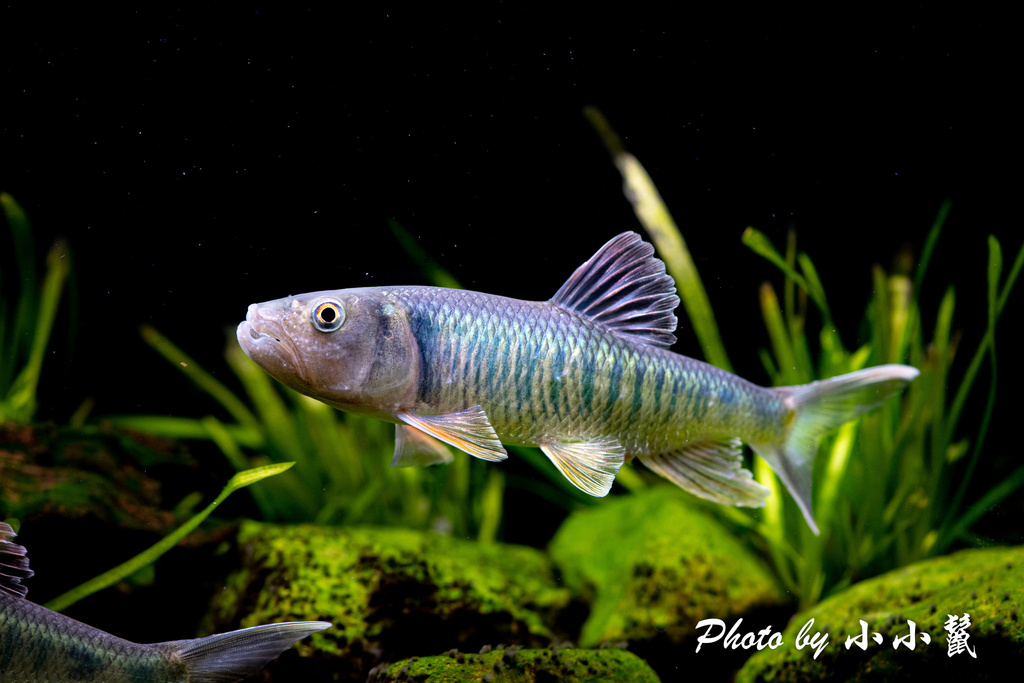 Opsariichthys bidens from 长径线与岗桥线交叉口东360米, 杭州市, 浙江省, CN on November 14 ...