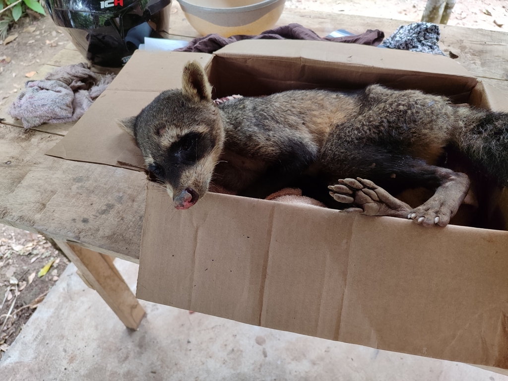 Crab-eating Raccoon from Sucúa, EC-MS, EC on July 5, 2023 at 10:42 AM ...