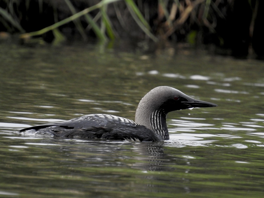 Pacific Loon from 唐崎, 高槻市, 大阪府, JP on July 5, 2023 at 07:51 AM by 栗鼠 ...