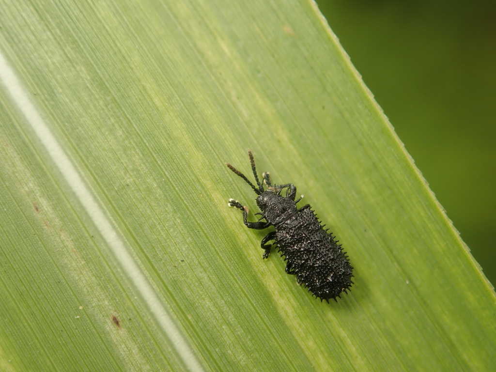 Hispellinus moerens from 唐崎, 高槻市, 大阪府, JP on July 5, 2023 at 09:49 AM by 栗鼠 · iNaturalist