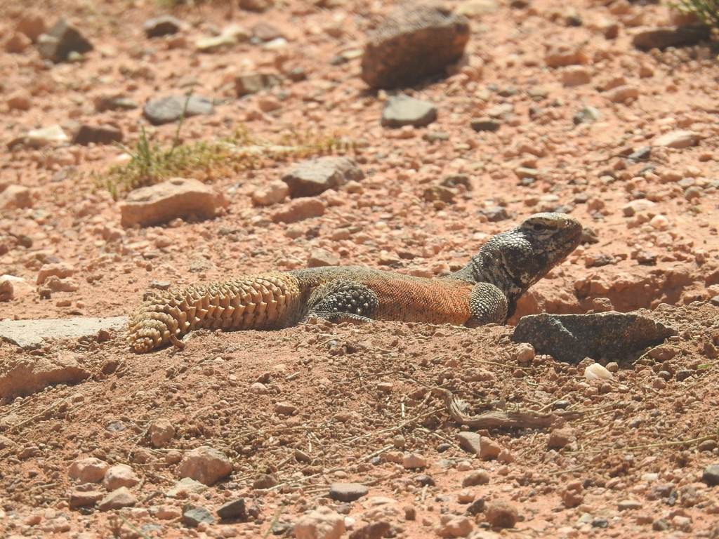 Moroccan Spiny-tailed Lizard from Tinghir Province, Morocco on July 5 ...