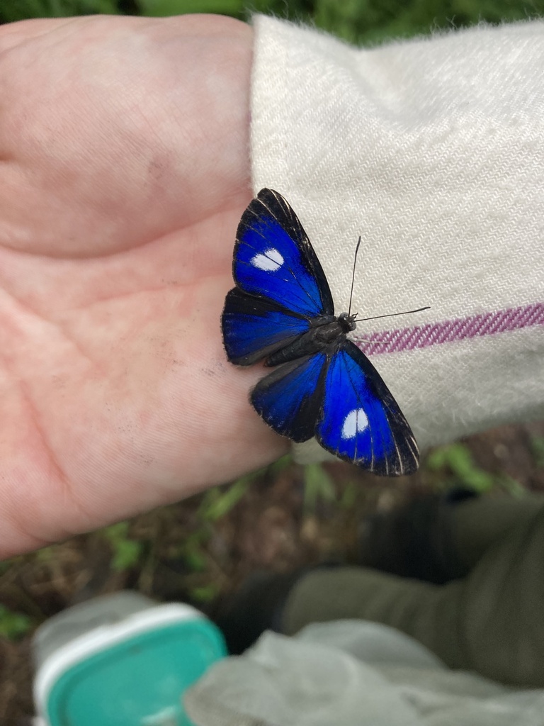 Setabis lagus from San José Province, Costa Rica on June 16, 2023 at 07 ...