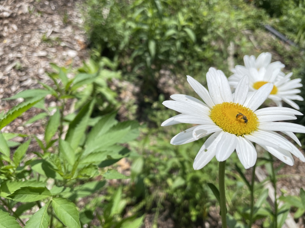 Something from Creve Coeur, MO, USA on July 1, 2023 at 01:33 PM by Lisa ...