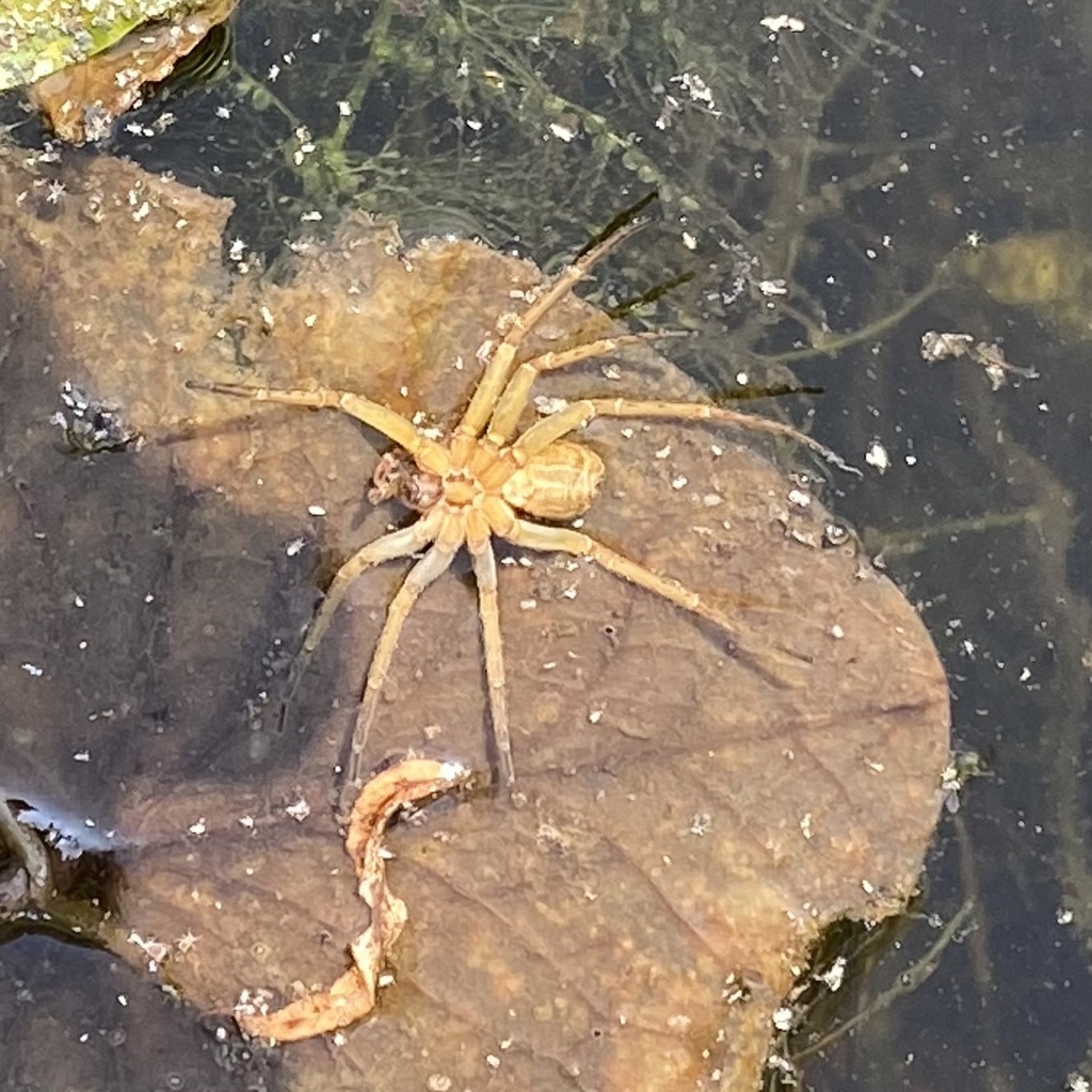 White-striped Running Crab Spider from Lake Leota, Woodinville, WA, US ...