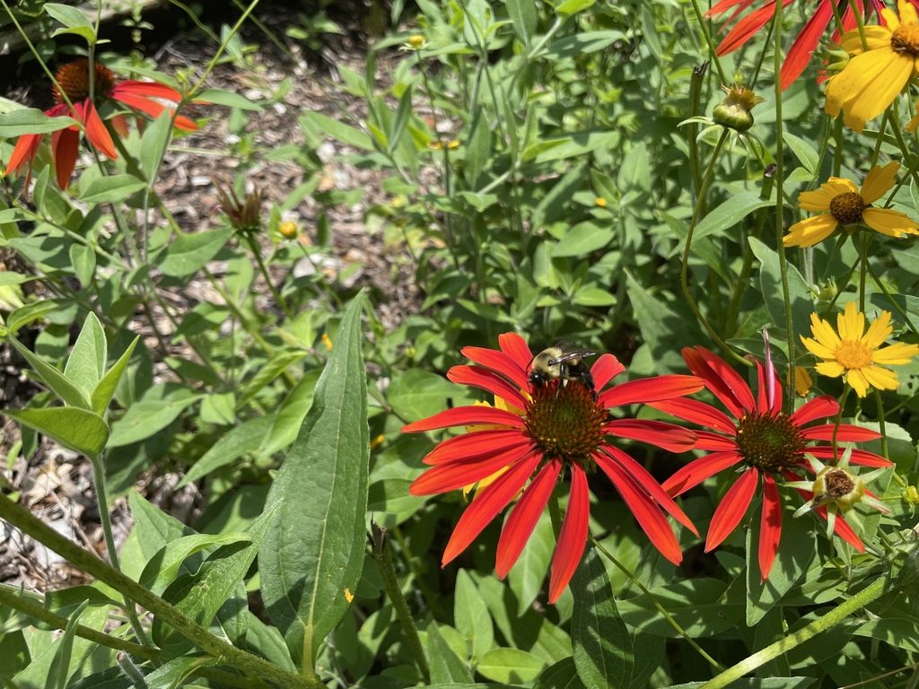 Brown-belted Bumble Bee from Creve Coeur, MO, USA on July 1, 2023 at 01 ...