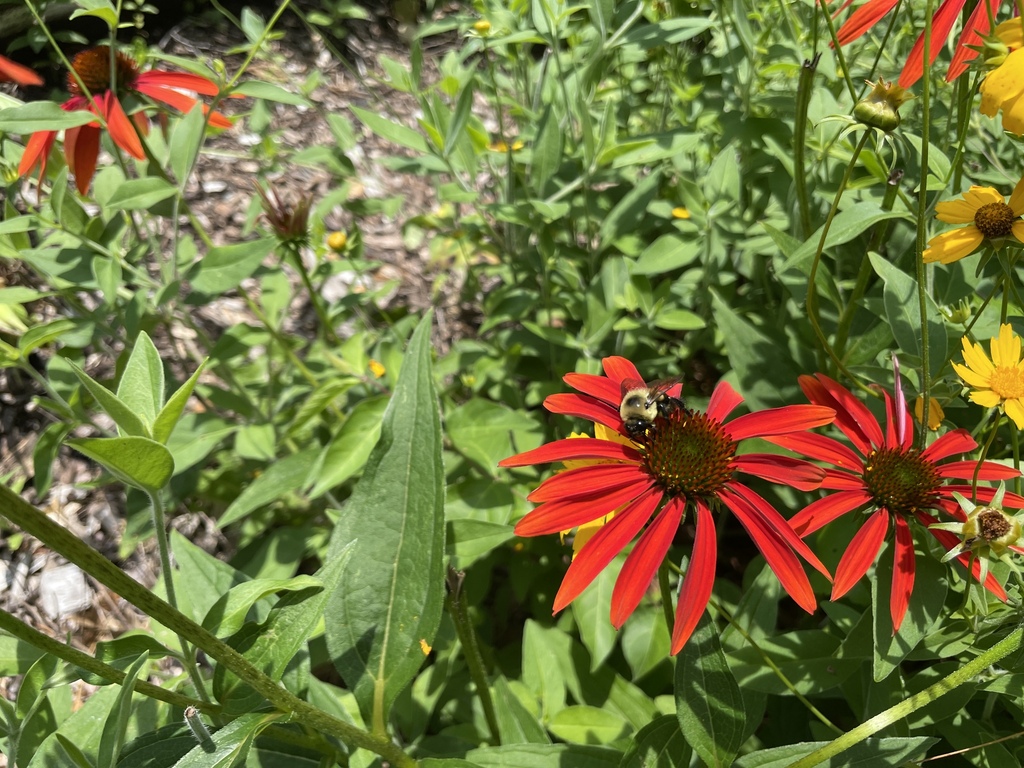 Brown-belted Bumble Bee from Creve Coeur, MO, USA on July 1, 2023 at 01 ...