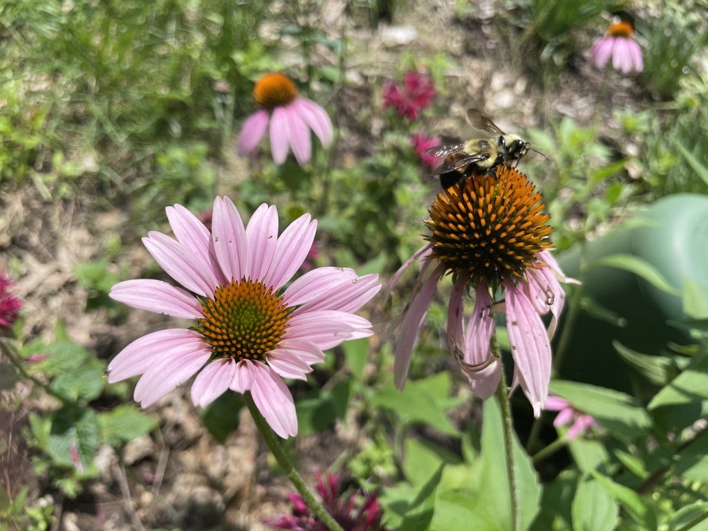 Brown-belted Bumble Bee from Creve Coeur, MO, USA on July 1, 2023 at 01 ...