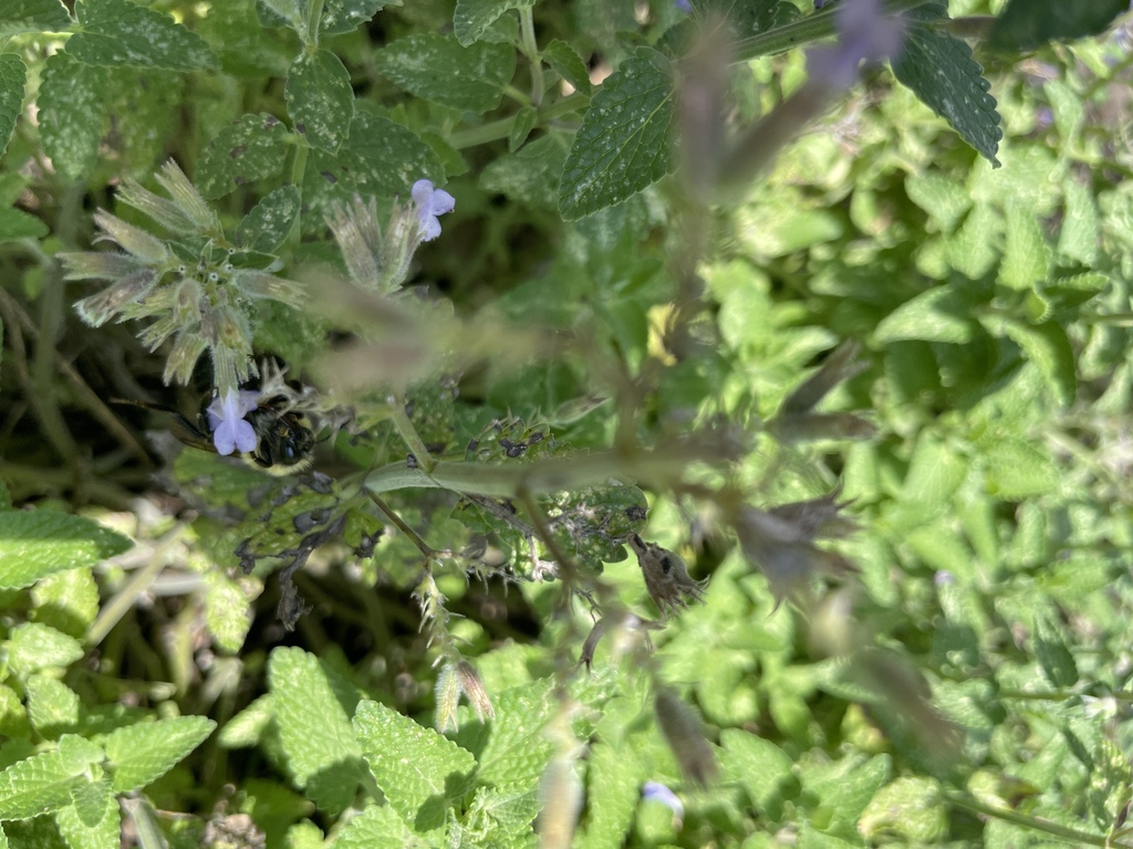 Bumble Bees from Creve Coeur, MO, USA on July 1, 2023 at 01:45 PM by ...