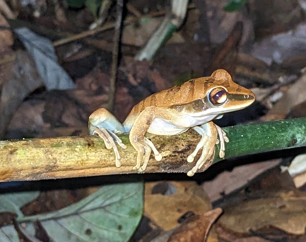 Basin Tree Frog from 17600, Peru on June 29, 2023 at 06:13 PM by Holly ...
