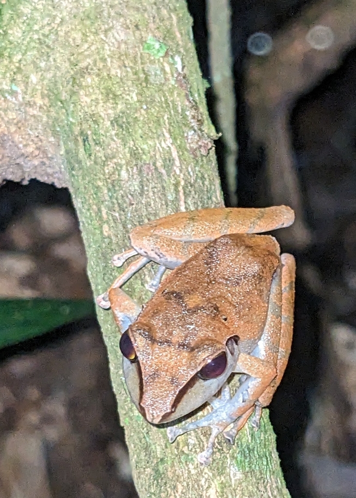 Frogs and Toads from 17600, Peru on June 29, 2023 at 06:00 PM by Holly ...