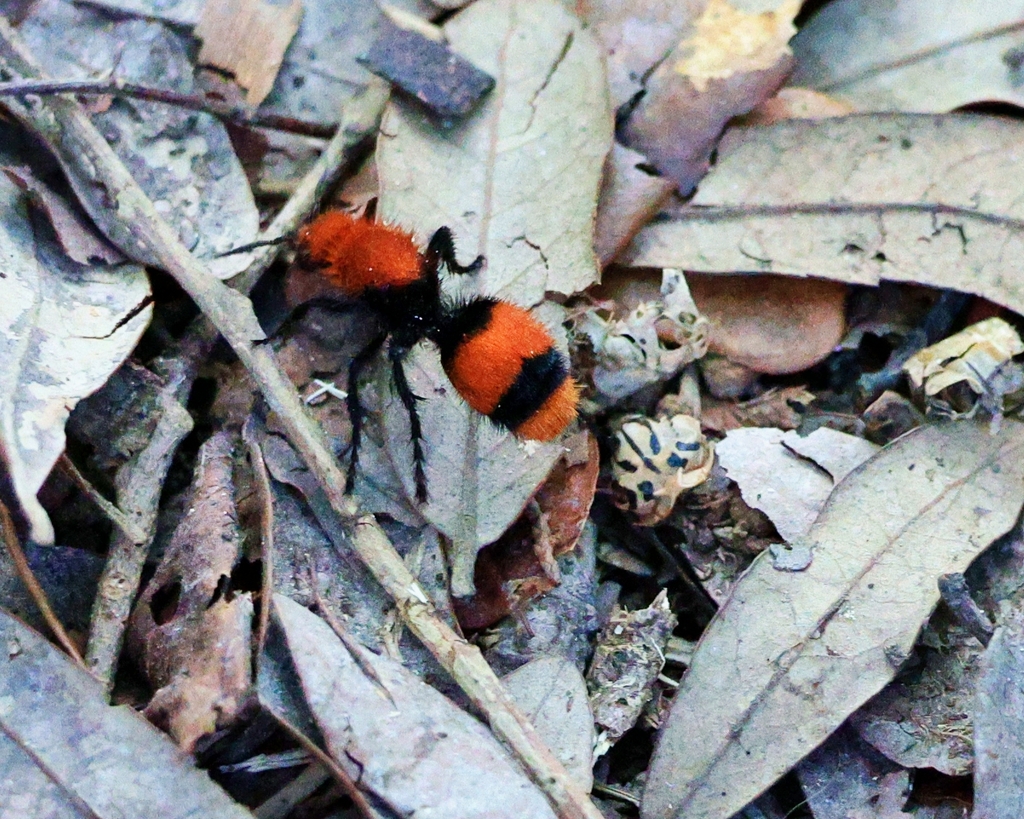 Common Eastern Velvet Ant from Houston, TX, USA on July 5, 2023 at 09: ...