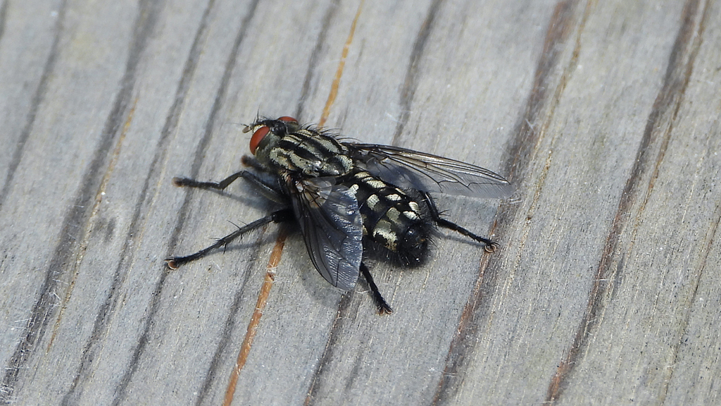 Common Flesh Flies from Lago Cerknisko, Slovenia on May 25, 2023 at 10: ...