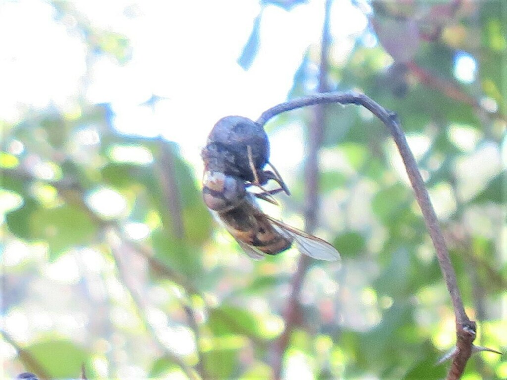 Hover Flies from Riverside County, CA, USA on July 4, 2023 at 09:19 AM ...