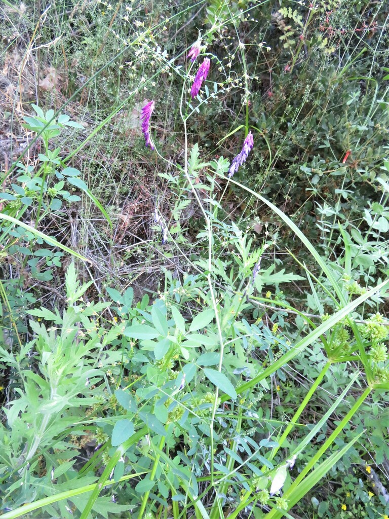 hairy vetch from Riverside County, CA, USA on July 4, 2023 at 07:30 AM ...