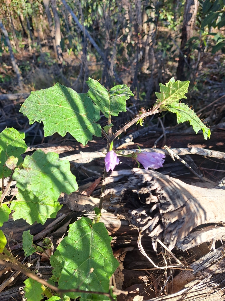 nightshades from Bungawalbin NSW 2469, Australia on July 6, 2023 at 07: ...