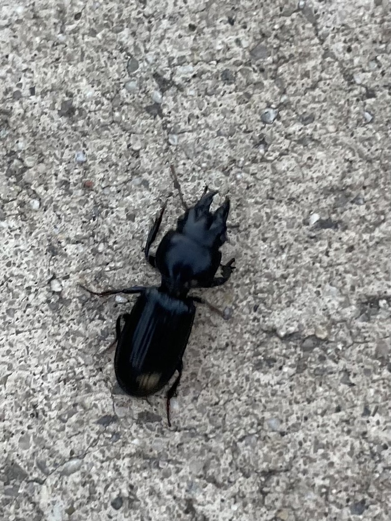 Big-headed Ground Beetle from N Colibri Ct, Moorpark, CA, US on June 16 ...