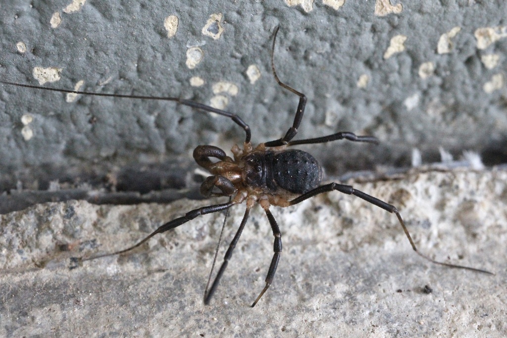 Protolophus niger from North Mountain Park, Ashland, OR, US on July 1 ...