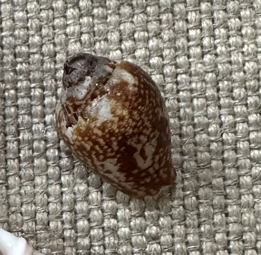 Columbella fuscata from Santa Cruz, Guanacaste, CR on July 5, 2023 at ...