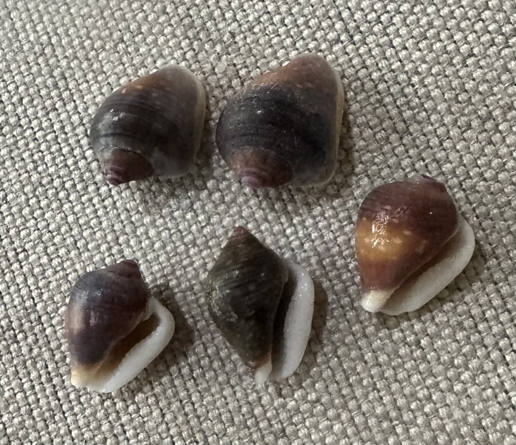 Columbella labiosa from Santa Cruz, Guanacaste, CR on July 5, 2023 at ...