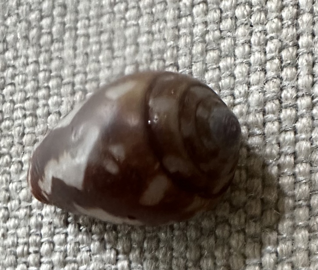 Parametaria macrostoma from Santa Cruz, Guanacaste, CR on July 5, 2023 at 06:00 PM by heather ...