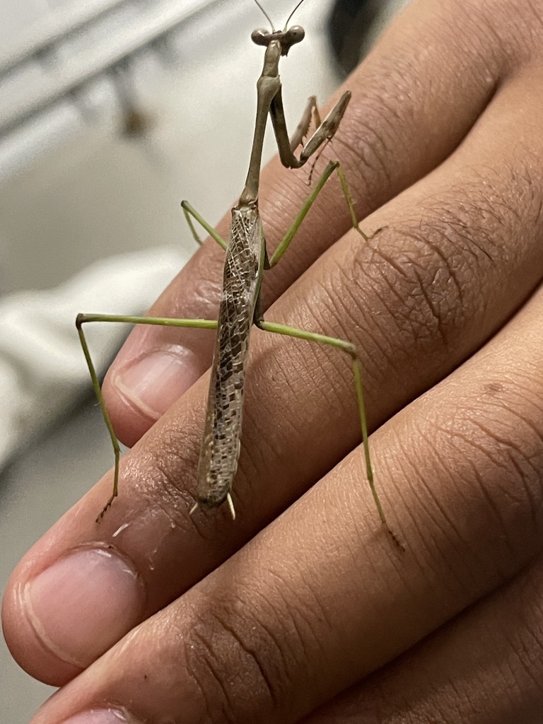 Antillean Mantis from La Hispaniola, Punta Cana, La Altagracia, DO on ...