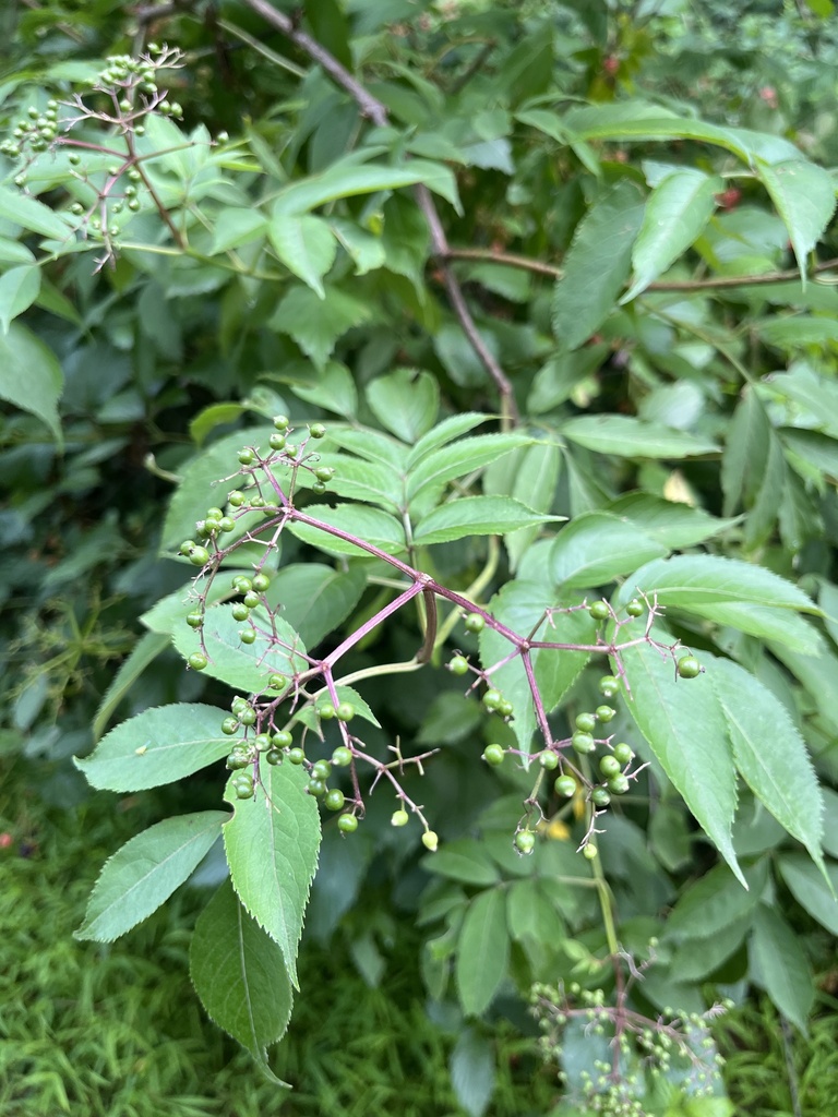 American black elderberry from Andorra Pl, Reston, VA, US on July 5 ...