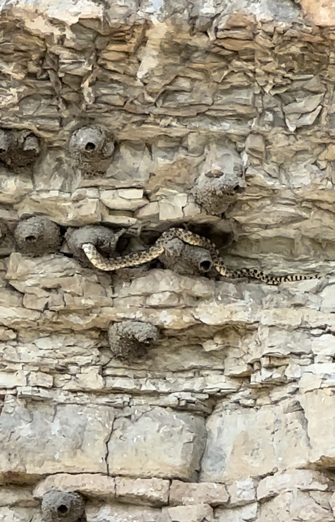 Gopher Snake from Great Falls, MT, US on July 5, 2023 at 12:16 PM by ...