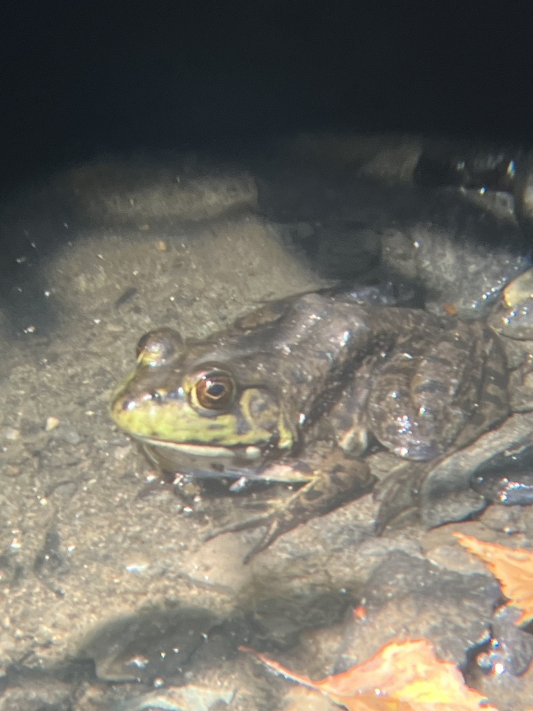American Bullfrog from University of Washington, Seattle, WA, US on ...