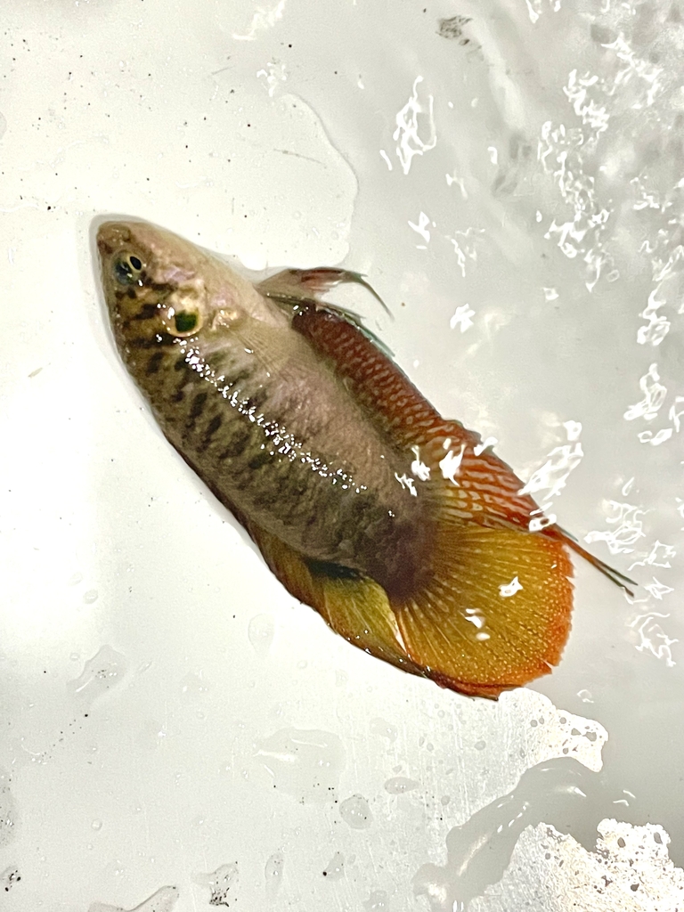 Round-tailed Paradisefish from 中国北京市昌平区沙河水库 on July 4, 2023 at 11:22 PM ...