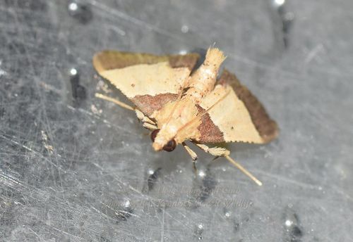 Zitha tripartalis · iNaturalist