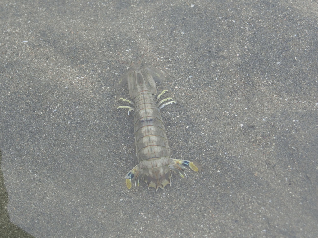 Shako Mantis Shrimp from 香港大嶼山 on December 24, 2018 at 03:49 PM by ...
