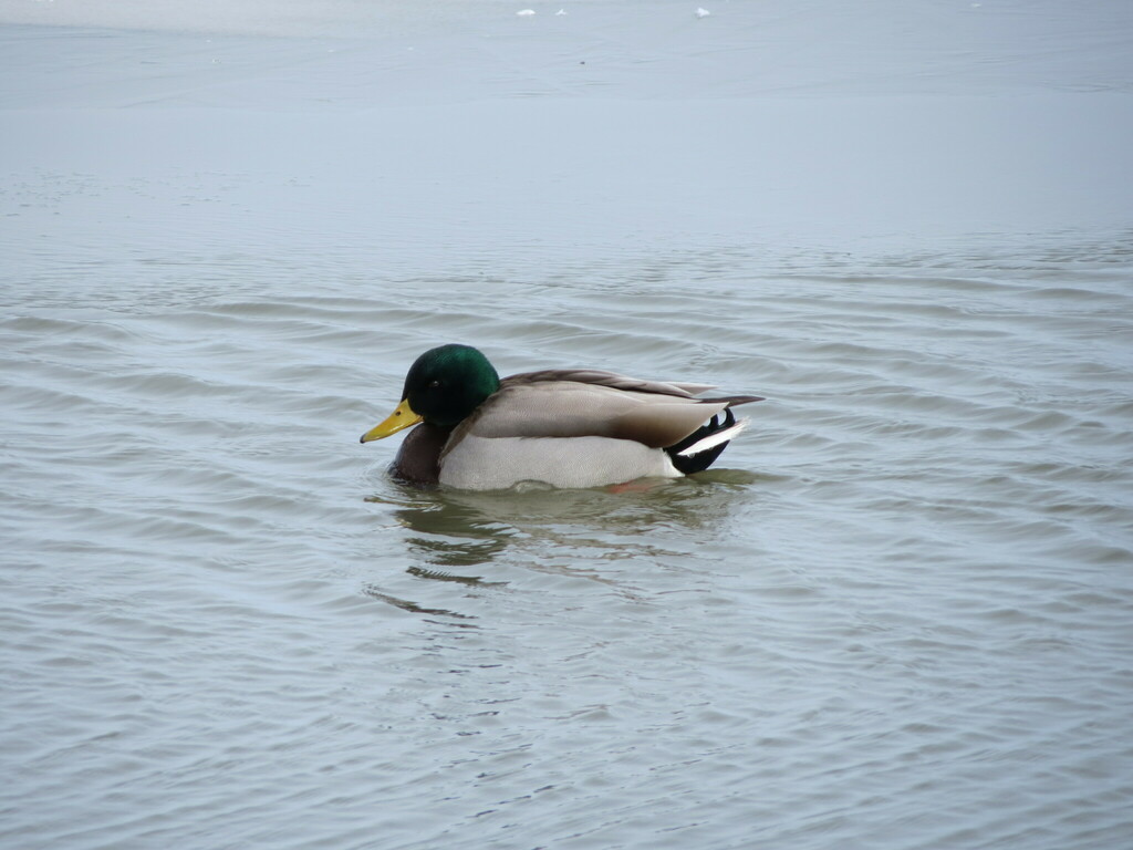 Mallard from Harrison Twp, MI, USA on February 3, 2013 at 01:31 PM by ...