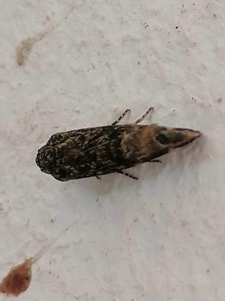 Hapigia from 64VJ+Q7V, Las Lajas, Panamá on June 30, 2023 at 08:07 AM ...