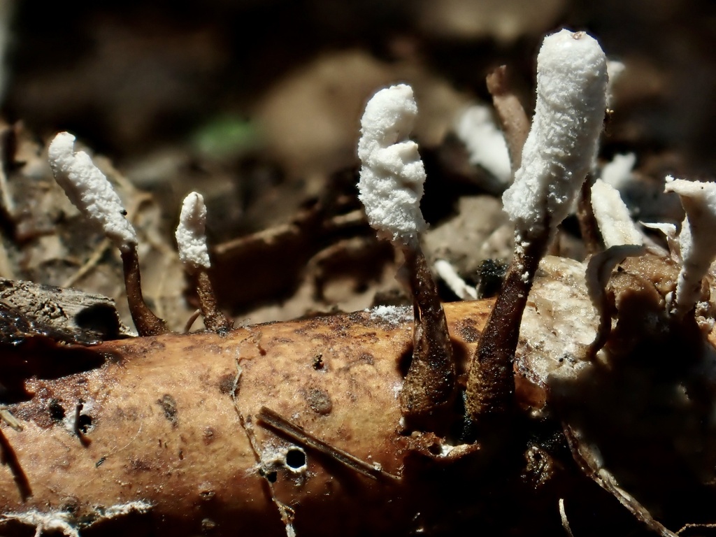Poronia phosphorea from Richardson County, US-NE, US on June 29, 2023 ...