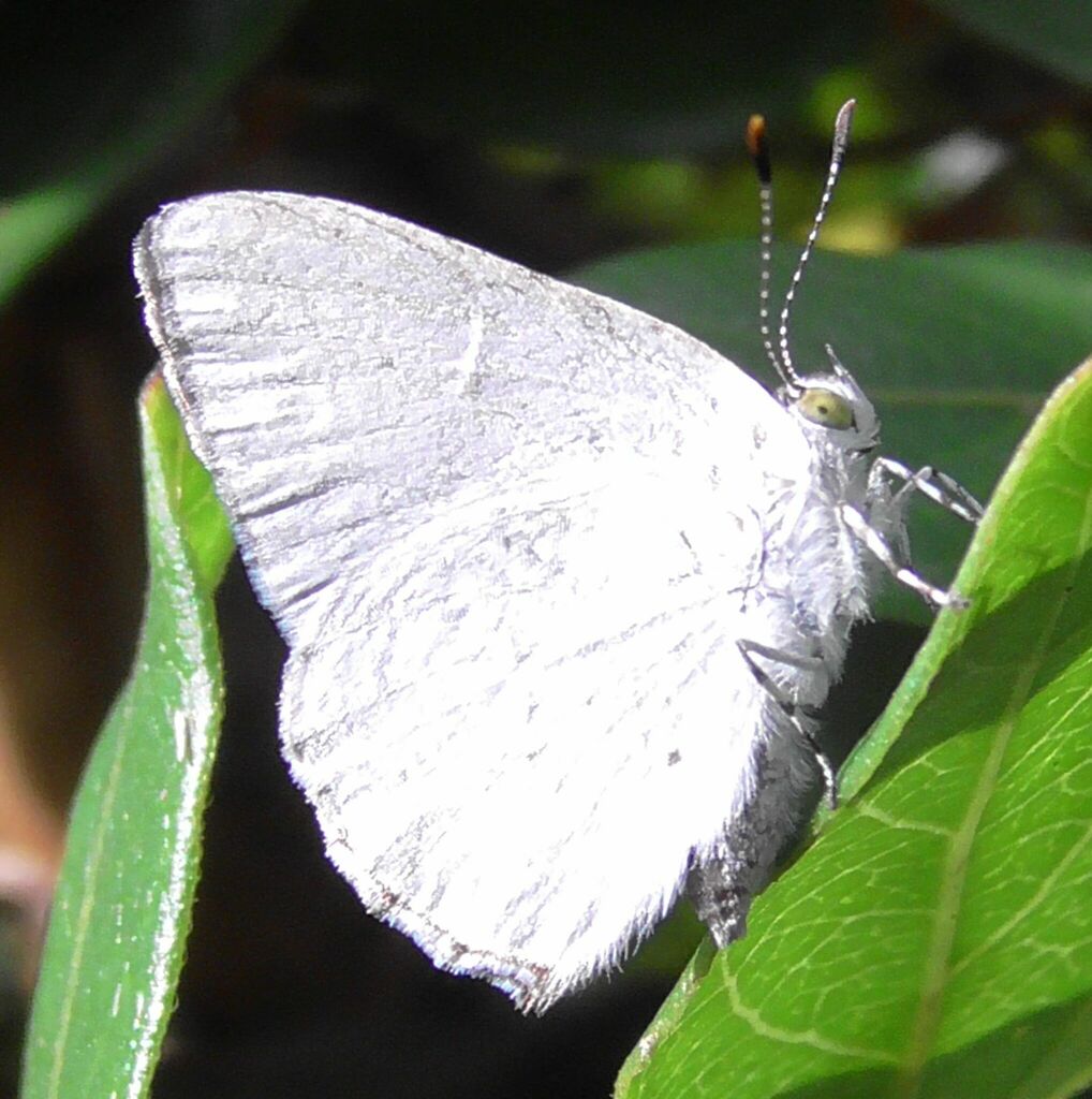 Purple Moonbeam from Watsonville QLD 4887, Australia on July 4, 2023 at ...