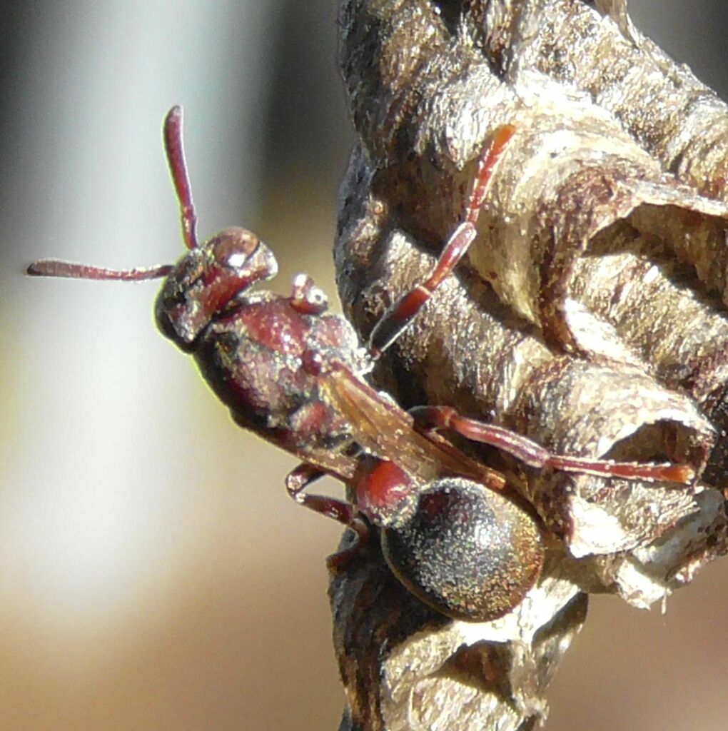Stick-nest Brown Paper Wasp from Watsonville QLD 4887, Australia on ...