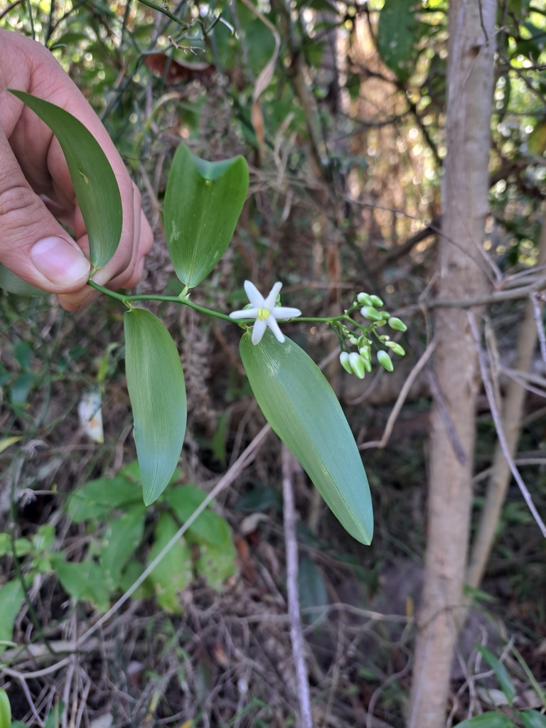 Climbing Lily from Bungawalbin NSW 2469, Australia on July 6, 2023 at ...