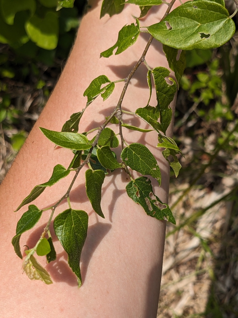 Dwarf Hackberry from Fanning Springs, FL 32693, USA on July 2, 2023 at ...