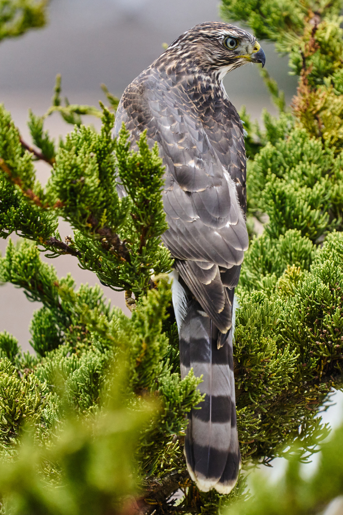 Cooper's Hawk from Monterey County, CA, USA on July 5, 2023 at 11:39 AM ...