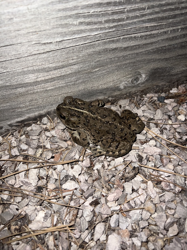 Western Toad from Garzoni Dr, Sparks, NV, US on July 5, 2023 at 09:39 ...