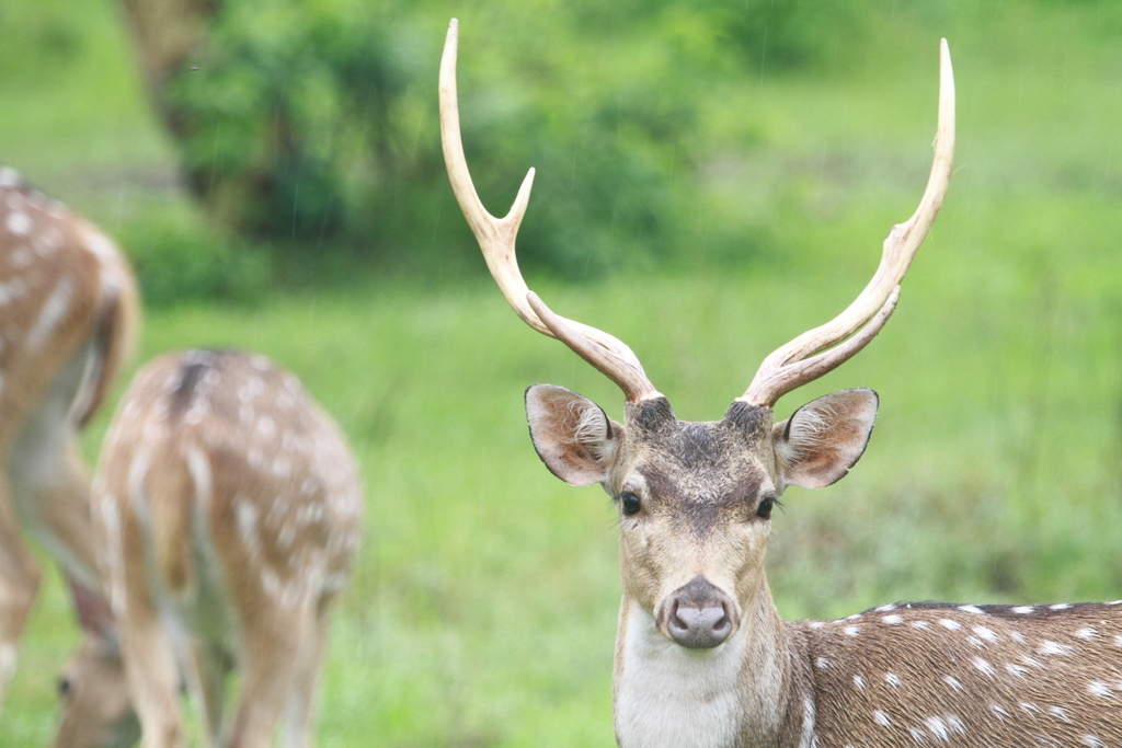 Indian Spotted Deer from Gujarat, India on August 17, 2018 at 10:53 AM ...