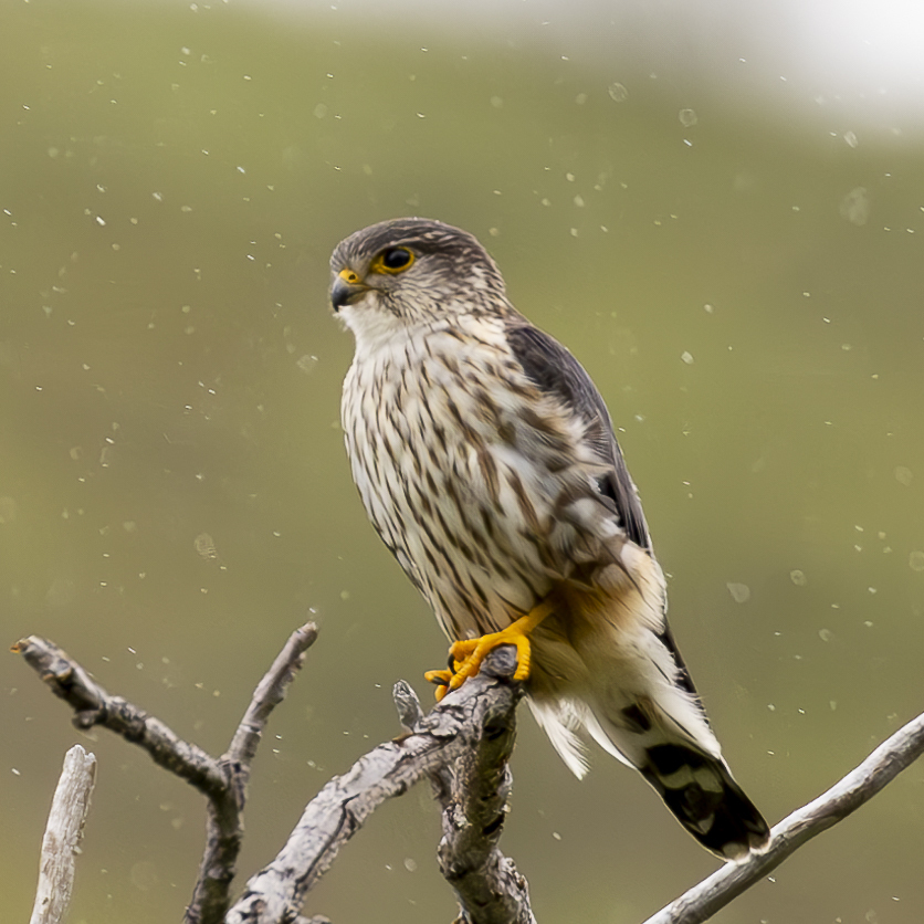 Taiga Merlin from Matanuska-Susitna, AK, USA on June 27, 2023 at 02:46 ...