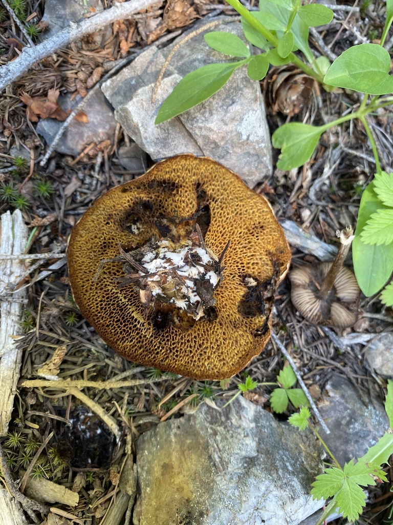 Western Painted Suillus from Salmon, ID, US on July 5, 2023 at 04:55 PM ...