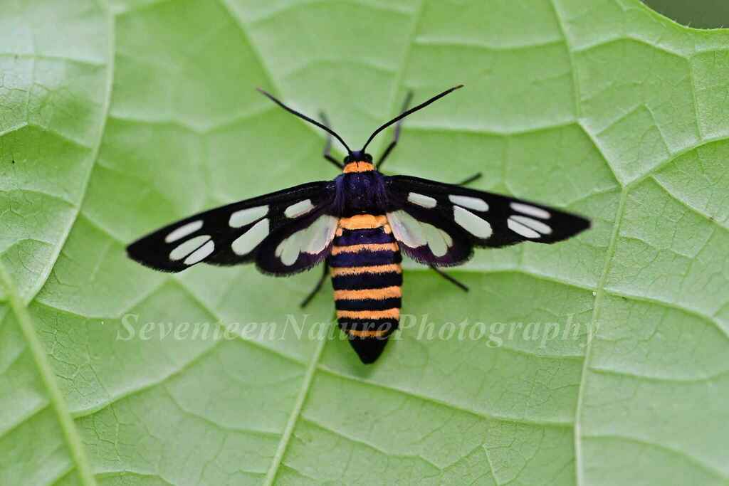 Amata emma from 中国江苏省南京市玄武区 on June 26, 2023 at 04:12 PM by 石柒 ...