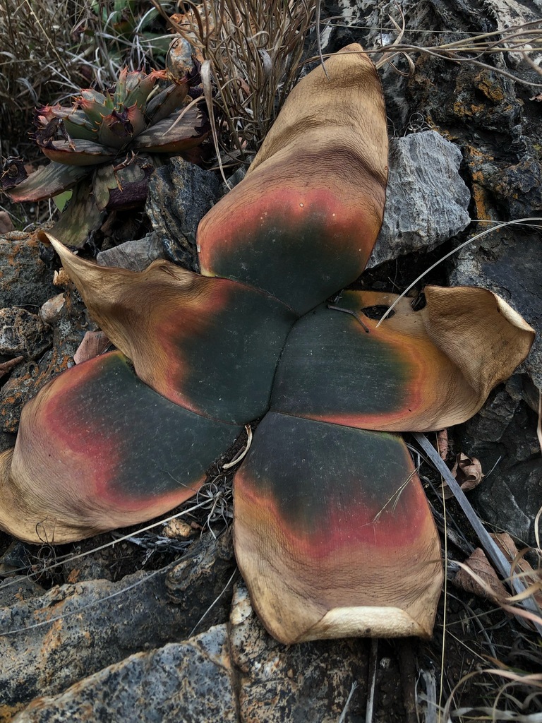 Eastern Candelabra in July 2022 by Carel Fourie · iNaturalist