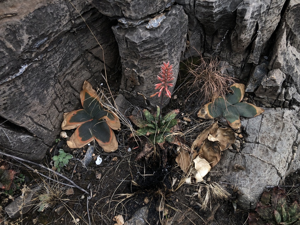 Eastern Candelabra in July 2022 by Carel Fourie · iNaturalist