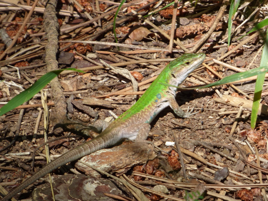 Italian Wall Lizard from Via Nuova le Tore, Sorrento, Campania, IT on ...